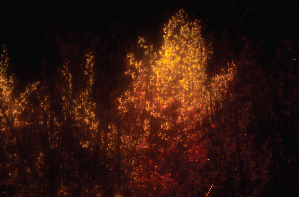 ALBUM REVIEW: MARIA BC – SPIKE FIELD - Joyzine